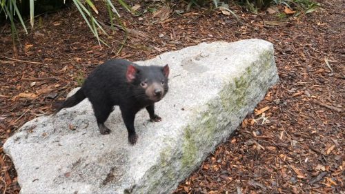Tasmanian devil “Mary” safely located following multi-agency search - AUAV
