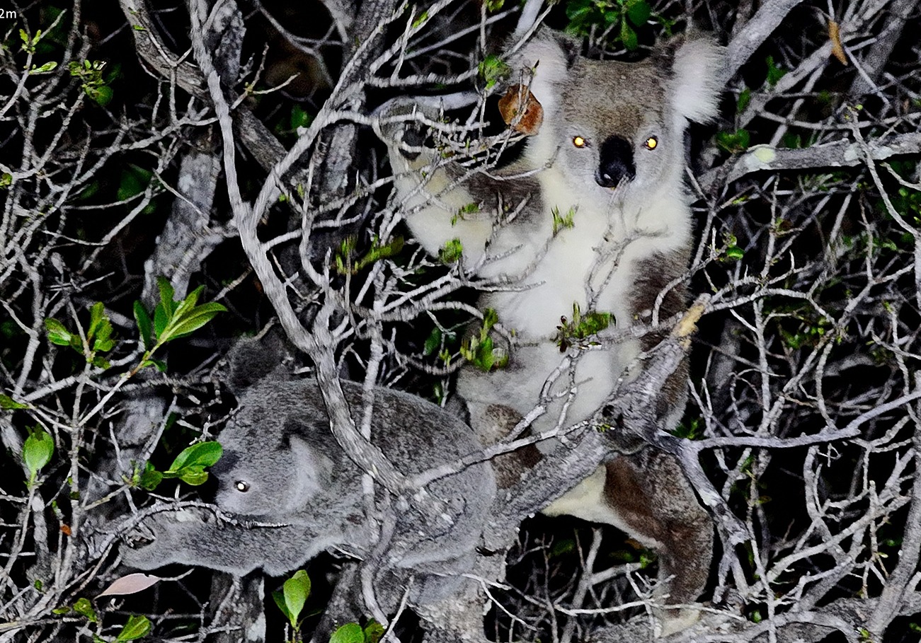 Drone Fauna Surveys Australia | Wildlife Drone Monitoring Services | AUAV